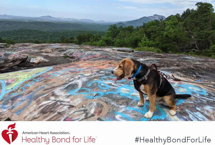 Healthy Bond For Life - Mosaico
